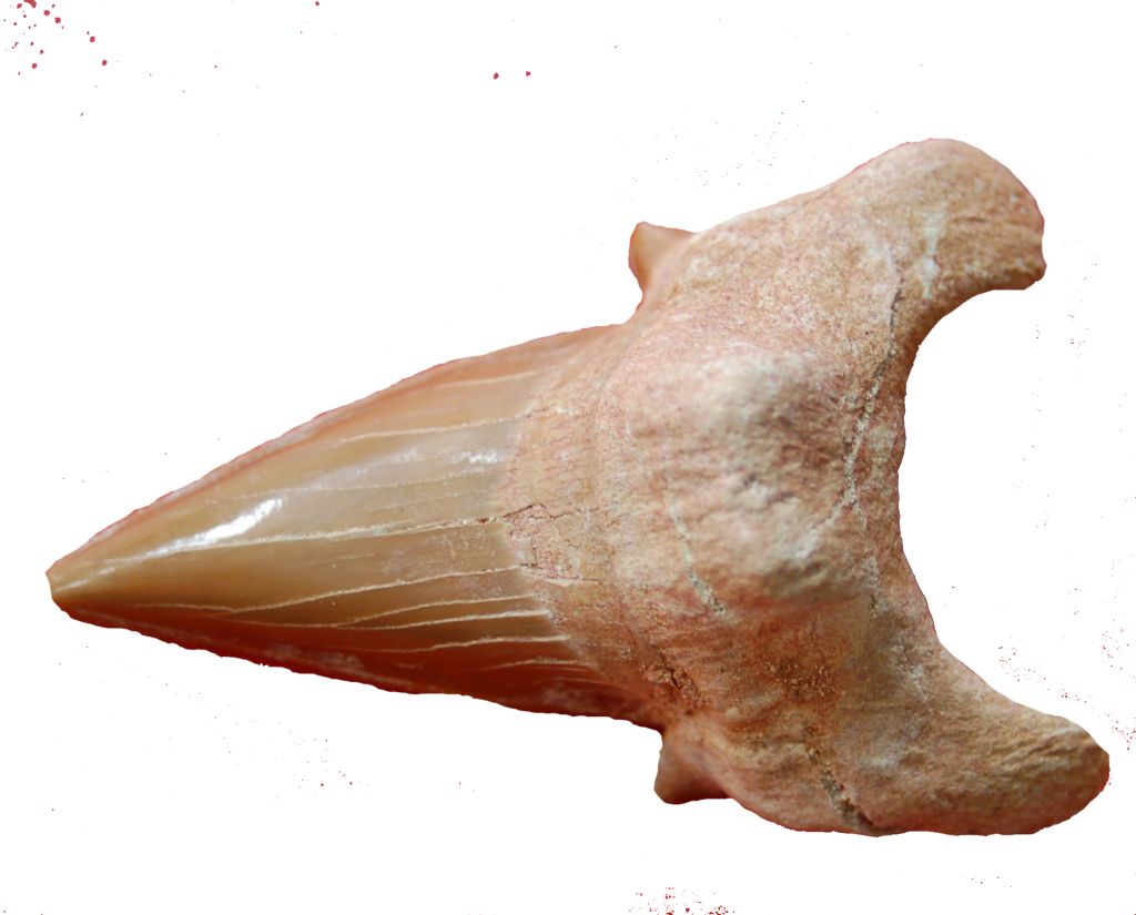 Shark Tooth Treasures From The Stone Age shark-tooth-treasures-from-the-stone-age